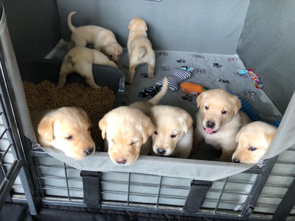 Explore Available Labrador Litters at Skyline Drive Kennels